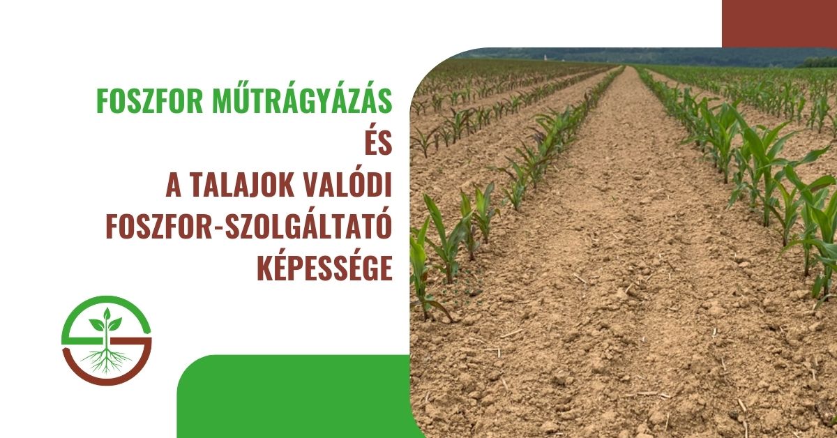 Foszforműtrágyázás és a talajok valódi foszfor-szolgáltató képessége ...